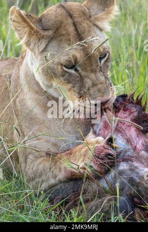lioness feasting on dead baboon, Masai Mara National Park, Kenya Stock ...