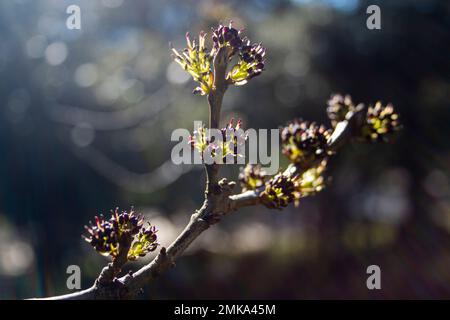 Elder twig and buds in winter (Sambucus nigra Stock Photo - Alamy