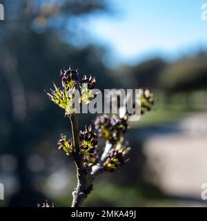 Elder twig and buds in winter (Sambucus nigra Stock Photo - Alamy