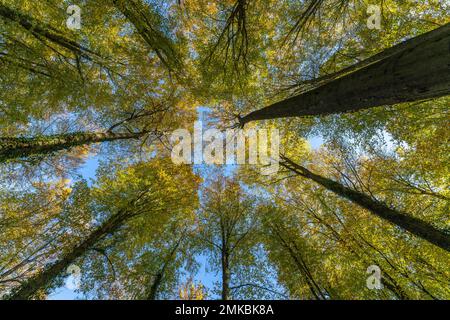 a great view up into the trees direction sky Stock Photo - Alamy