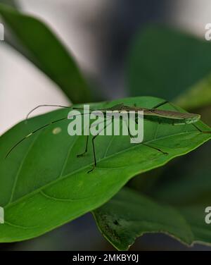Leptocorisa oratoria, the rice ear bug, is an insect from the family ...