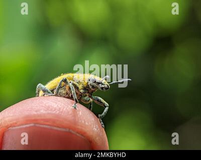 Yellow Weevil on a someone finger. Weevil, a tiny beetle that does ...