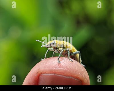 Yellow Weevil on a someone finger. Weevil, a tiny beetle that does ...