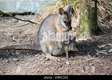 The tammar wallaby is a small grey wallaby with tan arms and white ...