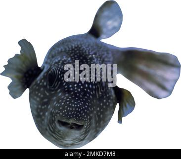 Beautiful bright tropical pufferfish on white background Stock Photo ...