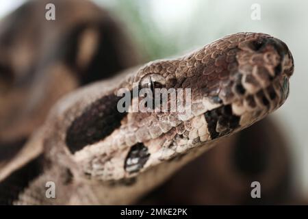 Brown boa constrictor outdoors, closeup. Exotic snake Stock Photo - Alamy