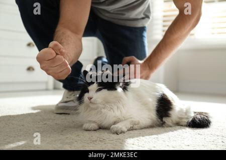 Man beating cat at home, closeup of hands. Domestic violence against ...
