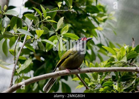 the male figbird have olive-green upperparts, a black head, and ...
