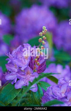 Rhododendron - garden flowers in May Stock Photo - Alamy