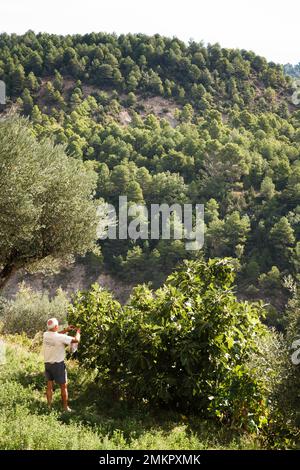 Senior man picking figs Stock Photo - Alamy