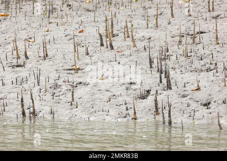Pneumatophores (Breathing Root) of the Mangrove Trees as seen in ...