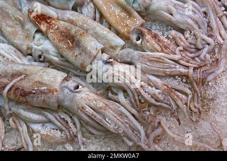 Humboldt squids (calamari) in an italian market Stock Photo - Alamy