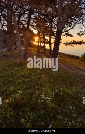 The sunrise shines through the pine grove on the shore of the Kattegat ...
