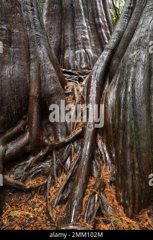Ancient cedars in Ross Creek Cedar Grove. Kootenai National Forest in ...