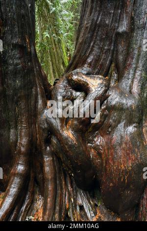 Ancient cedars in Ross Creek Cedar Grove. Kootenai National Forest in ...