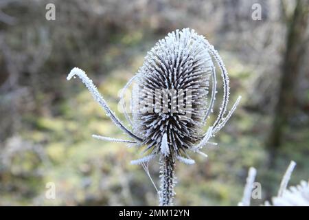Frost settled on wild teasel Stock Photo - Alamy