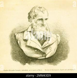 Charles Alexandre Lesueur (French, 1778 - 1846), C. Macrolepidotus ...