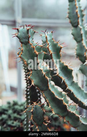 a type of captus of the botanical garden Stock Photo - Alamy