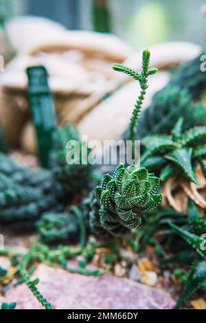 a type of captus of the botanical garden Stock Photo - Alamy