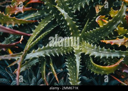 a type of captus of the botanical garden Stock Photo - Alamy