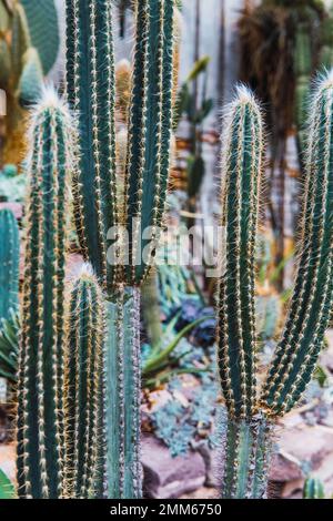 a type of captus of the botanical garden Stock Photo - Alamy