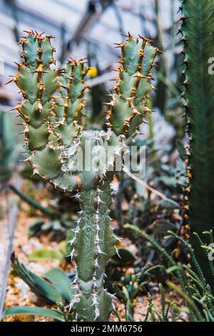a type of captus of the botanical garden Stock Photo - Alamy