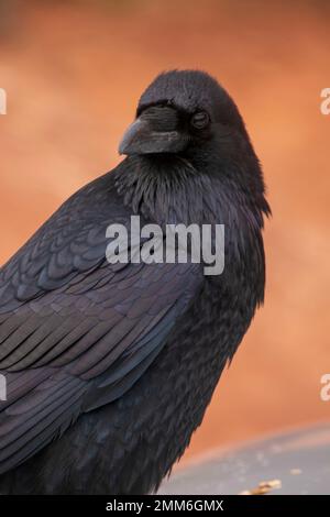 Ravens like these ones in Arches National Park in Utah are very ...