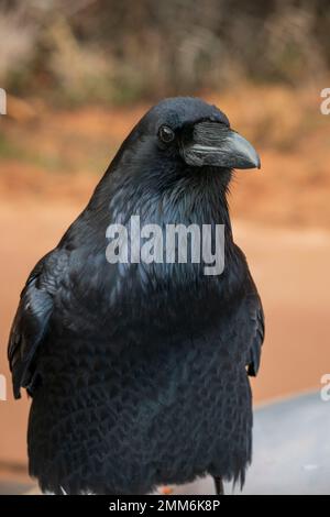 ravens in arches national park , utah Stock Photo - Alamy