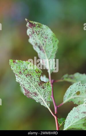 Red rust of stone fruit, rust stone fruit or plum rust. A fungal ...