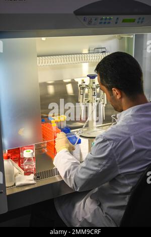 The researcher's work with cell culture in a laminar box. Cell ...