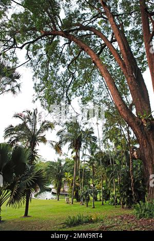 The Tembusu Tree (Singapore Botanic Gardens Stock Photo - Alamy