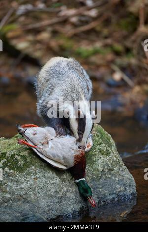 European badger (Meles meles), with prey Mallard on stone in forest ...