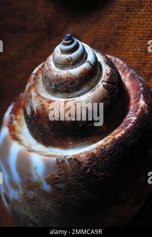seashell, shell, structure, still life, beauty, art, concept, artwork ...