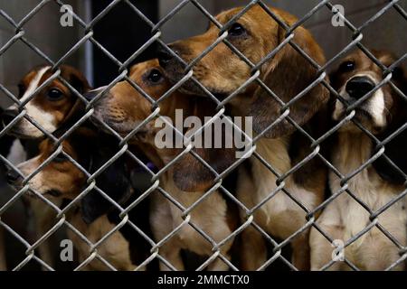 Rescued beagles peers out from their kennel at the The Lehigh County ...