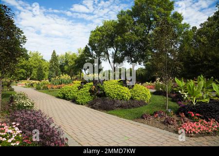 Mixed border with Musa - Dwarf Banana plants, Ipomoea purpurea - Common ...