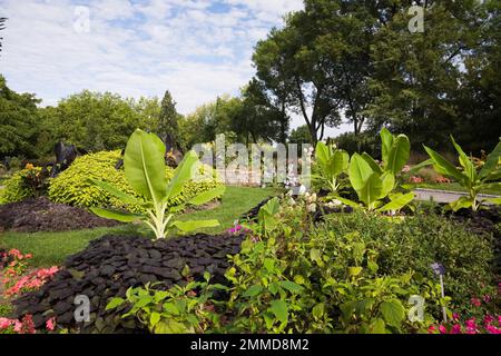 Mixed border with Musa - Dwarf Banana plants, Ipomoea purpurea - Common ...