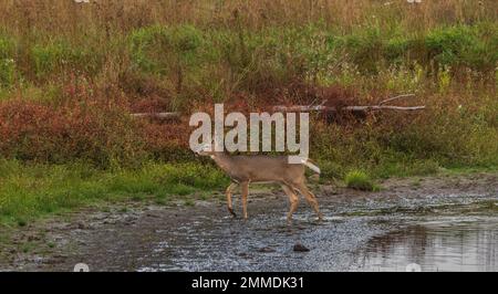 White-tailed buck walking a muddy shoreline in northern Wisconsin Stock ...