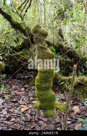 A beautiful elm forest in the middle of autumn Stock Photo - Alamy