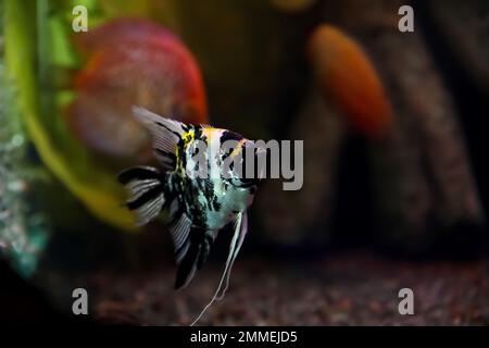 Beautiful scalaria fish in clear aquarium water Stock Photo - Alamy