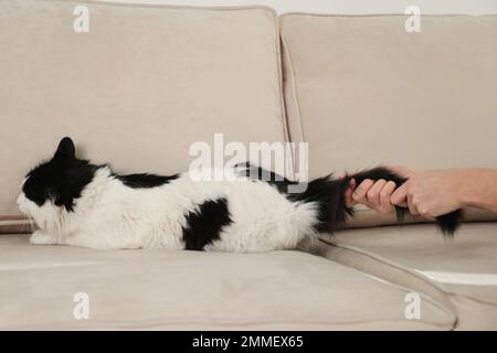 Woman beating cat at home, closeup of hand. Domestic violence against ...