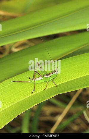 Lesser meadow cricket (Conocephalus sp Stock Photo - Alamy