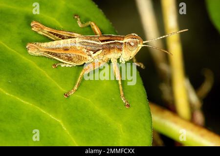 Lowland grasshopper (Phaulacridium sp Stock Photo - Alamy