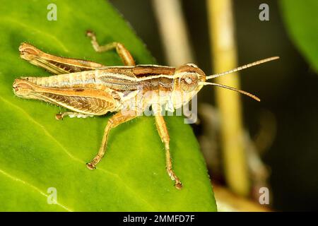 Lowland grasshopper (Phaulacridium sp Stock Photo - Alamy