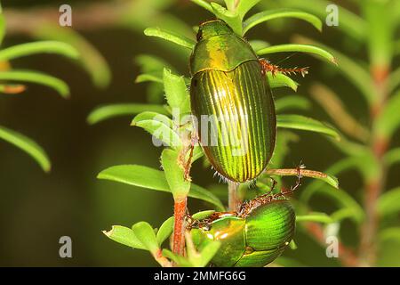 Green manuka beetle (Pyronota sp Stock Photo - Alamy