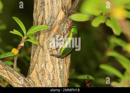 New Zealand green manuka beetle (Pyronota festiva Stock Photo - Alamy