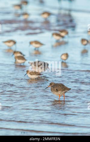 Common Redshank, Tringa totanus and Dunlin, Calidris alpina - birds in ...