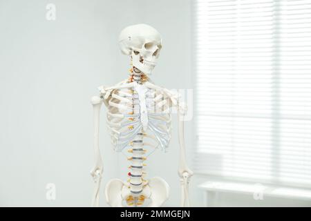 Artificial human skeleton model near white brick wall Stock Photo - Alamy