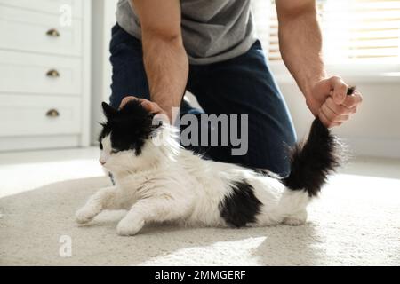Man hurting cat at home, closeup of hand. Domestic violence against ...