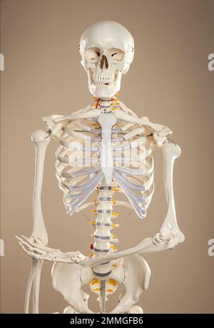 Artificial human skeleton model on beige background Stock Photo - Alamy