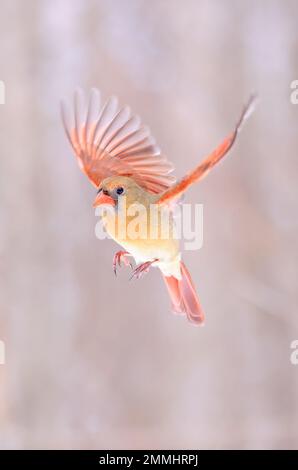 Northern Cardinal flying with snow background, Quebec, Canada Stock ...